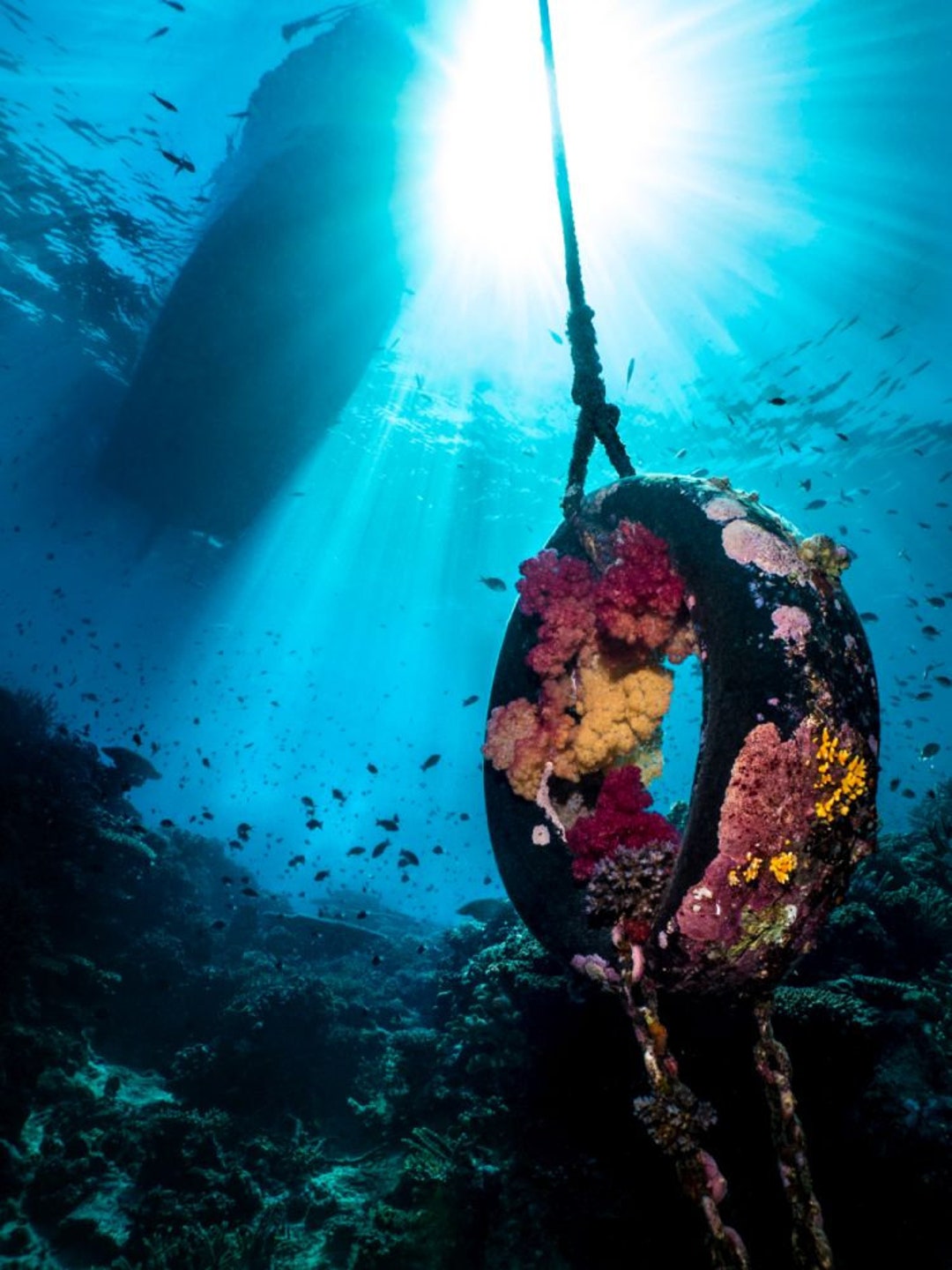 Ocean Dive Boat Sunburst With Tire Swing Mooring - Great Barrier Reef ...