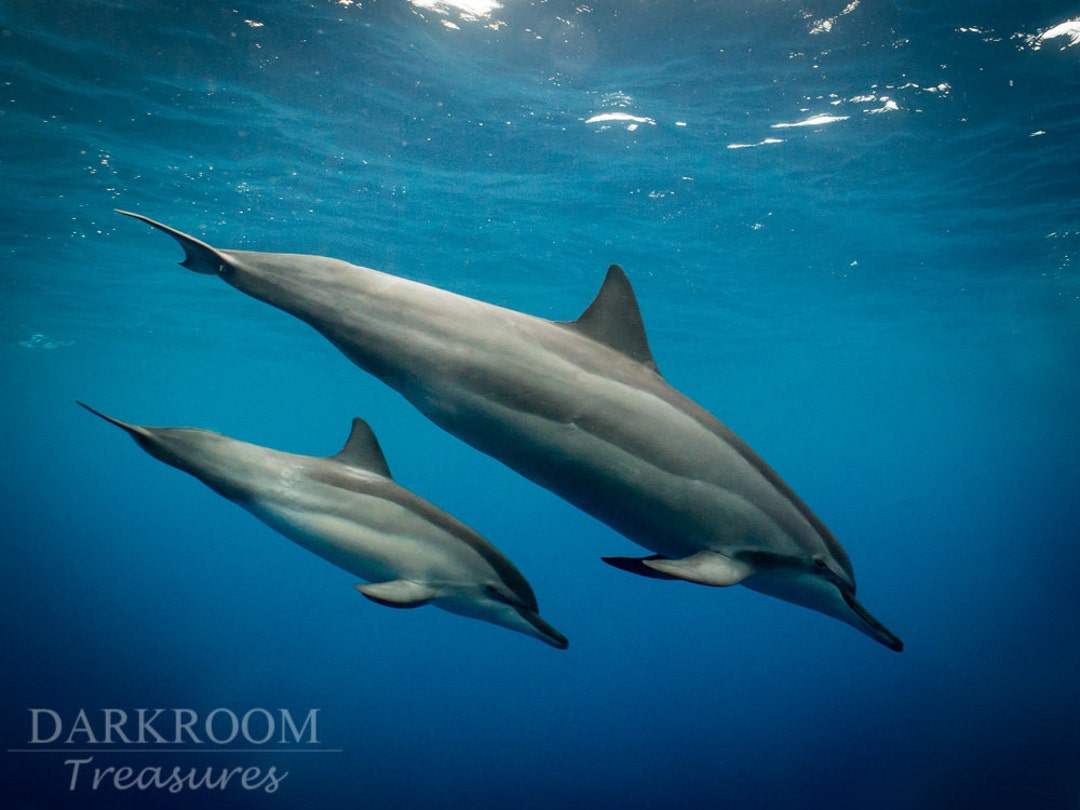 Dolphin And Calf