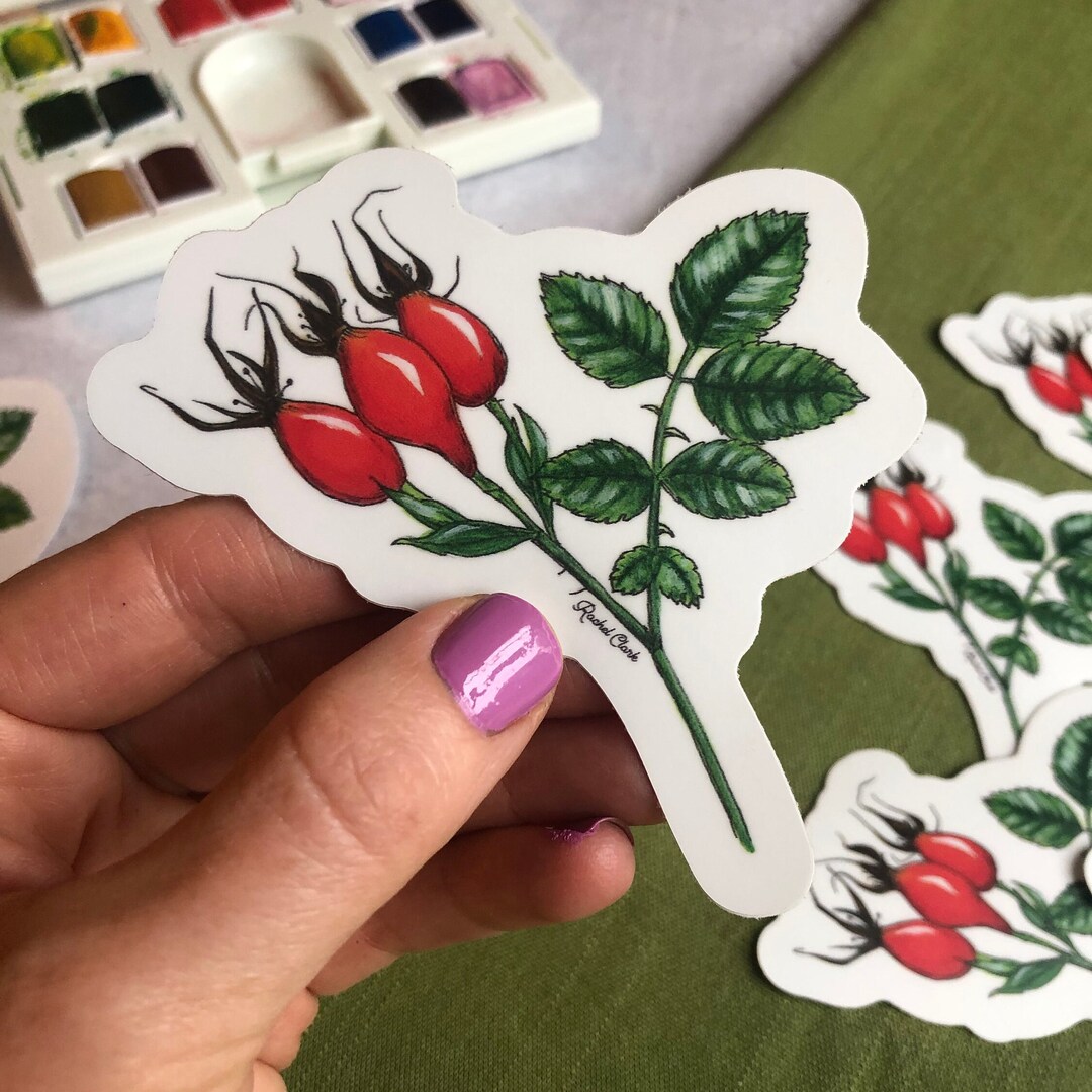 Rose Hip | Vinyl Sticker | Original Art - Etsy