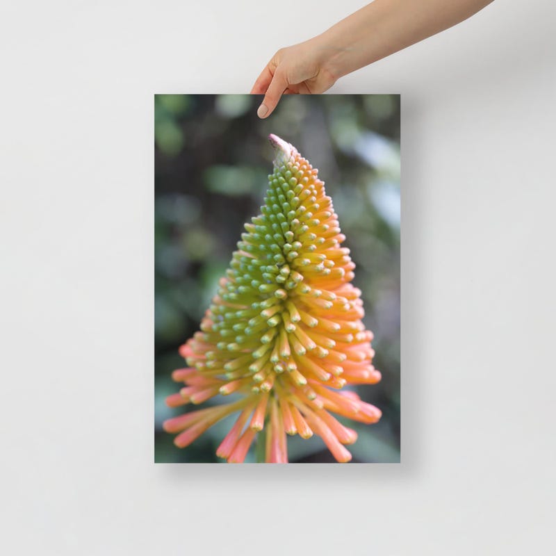 Torch Lily - Etsy