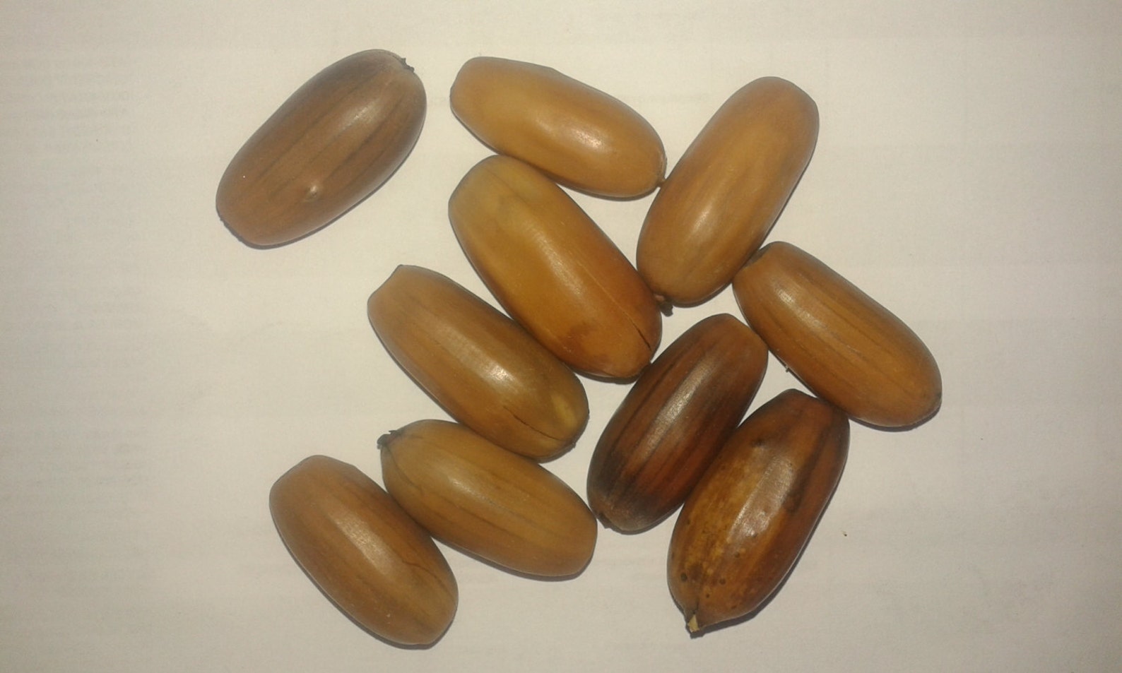 Acorn Flour, 1 Lb./ 450 Gr. Oak Acorn Flour, Oak Flour - Etsy