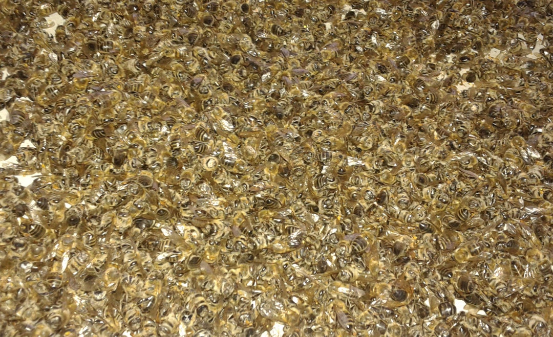 2 Oz = 56.7 Gr 100% Organic Dried Dead Body Bees APISTOTALE Bee Venom ...