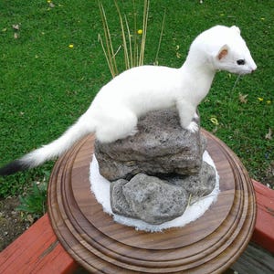 Beautiful Long-tailed Weasel Mount in Winter Coat. Custom Habitat ...