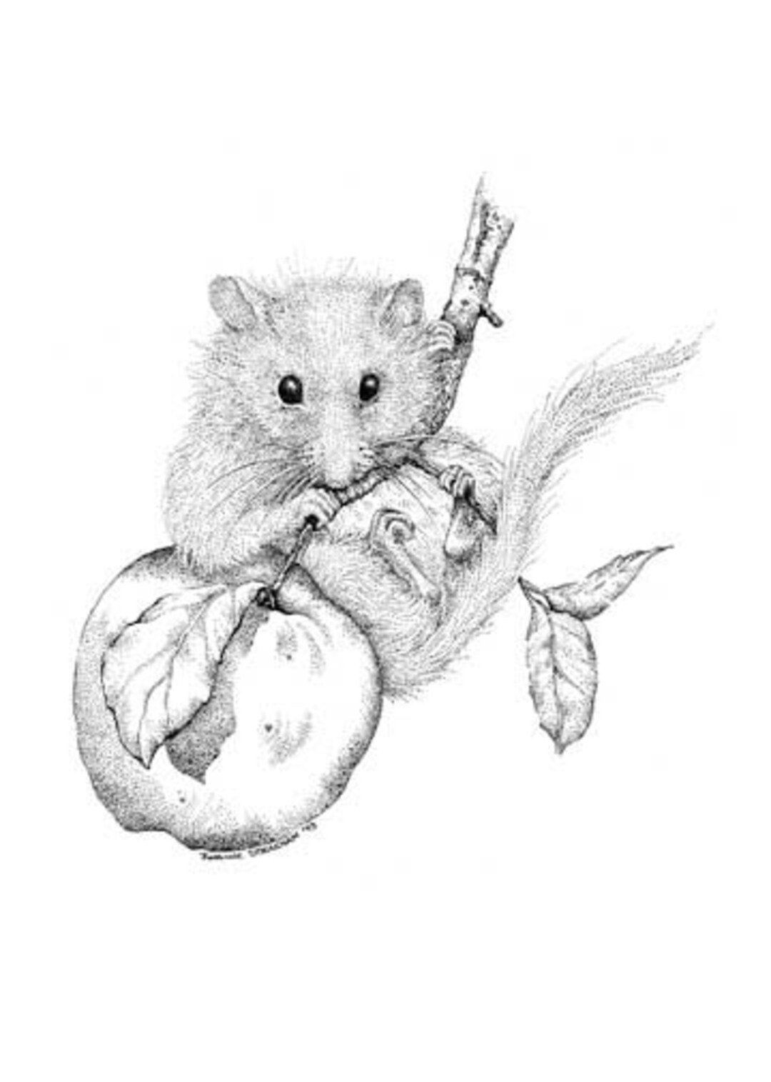 Dormouse Print - Etsy UK
