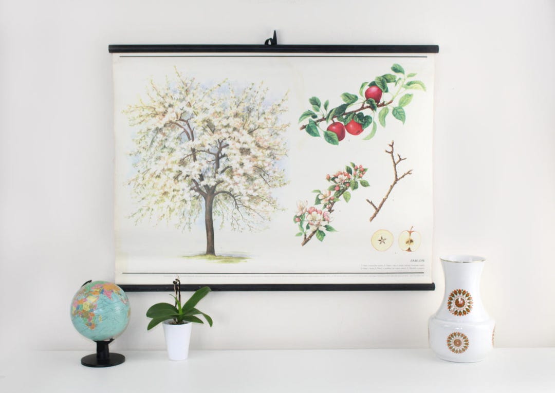 School Poster Apple Tree 70s Classroom Biology Lesson Wall Poster ...