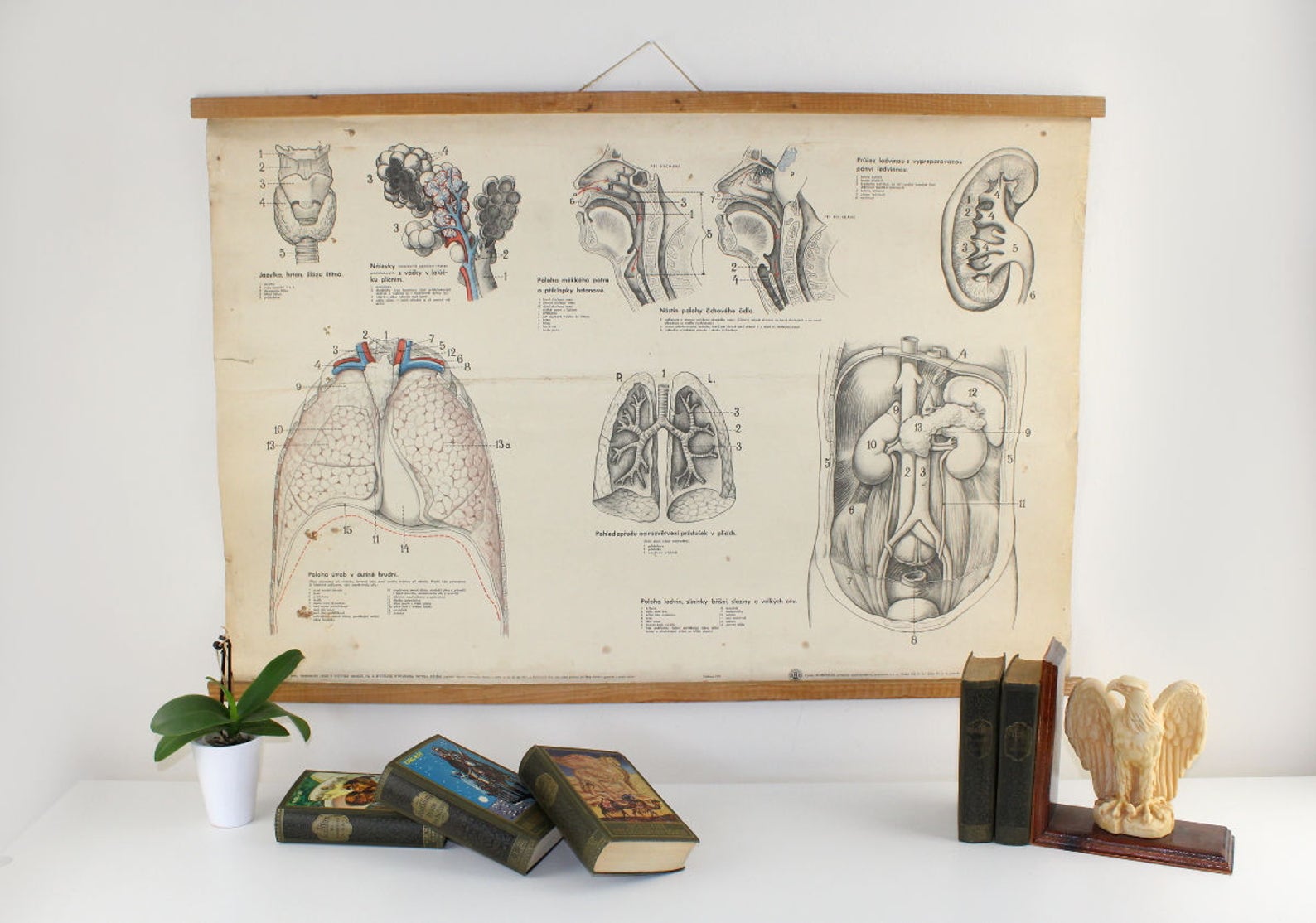 Vintage. Doctors Poster 40s Classroom Biology Instruction Wall - Etsy UK