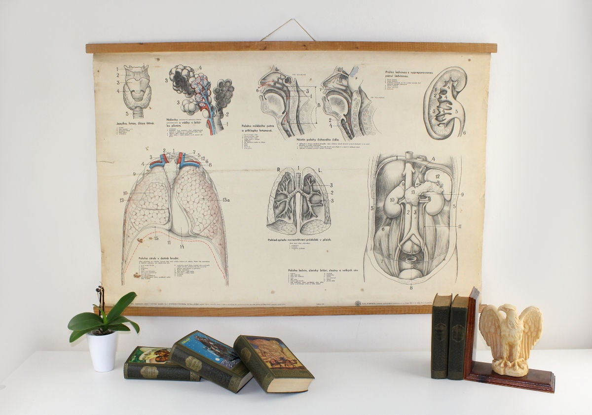 Vintage. Doctors poster 40s classroom biology instruction wall | Etsy