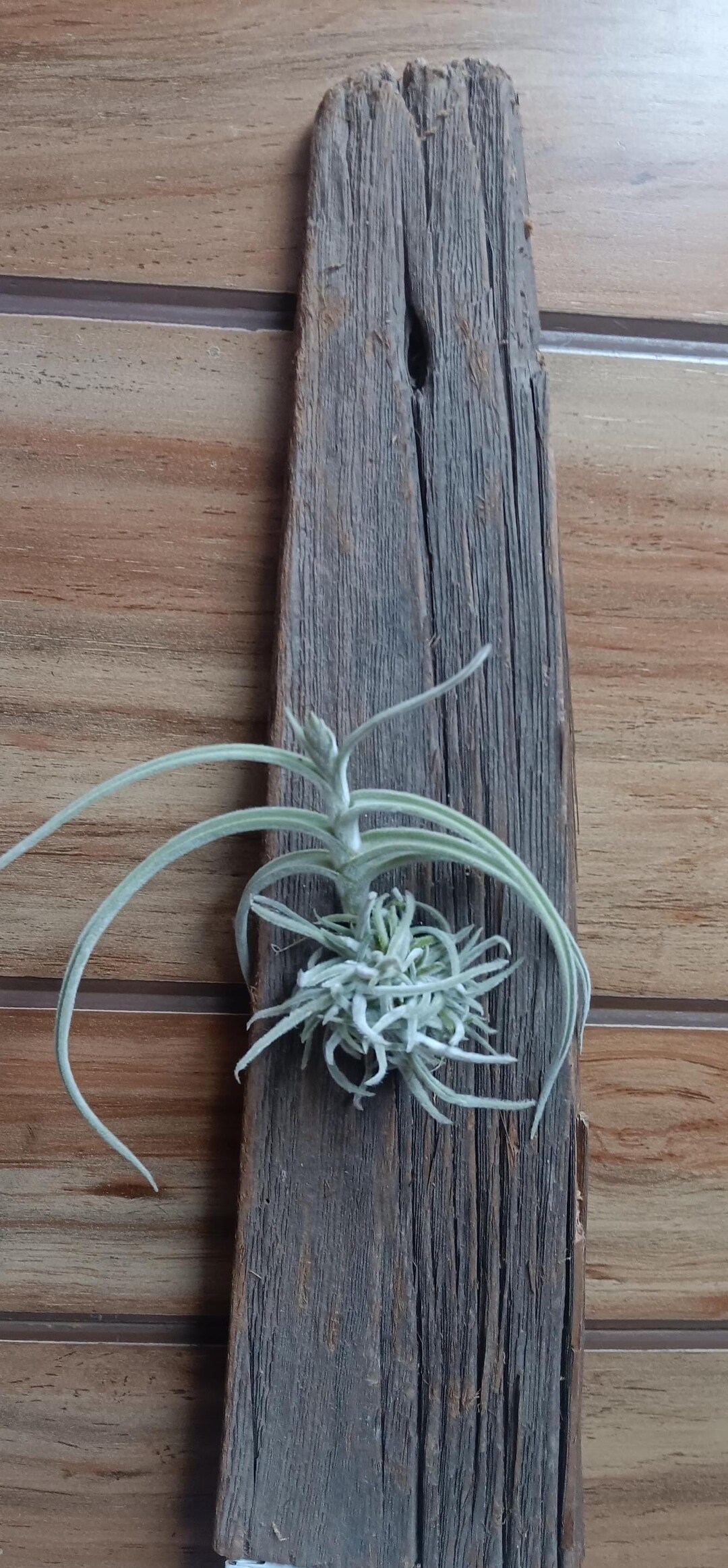 One Tillandsias "crocata Copper Penny" and 1 T. Cronata "dwarf Fragrant ...