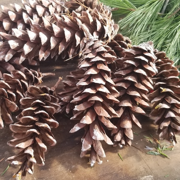 Frosted Pine Cones - Etsy