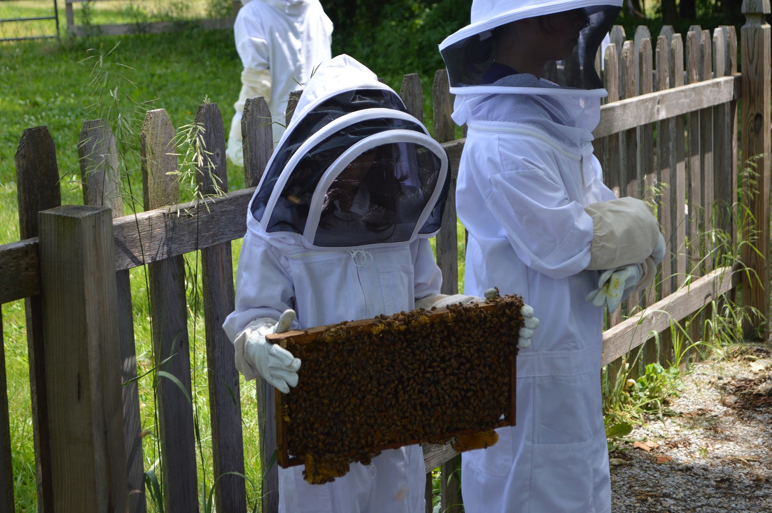 Peach Raw Creamed Honey 6 Oz. Kansas Bee Farm Free Shipping - Etsy