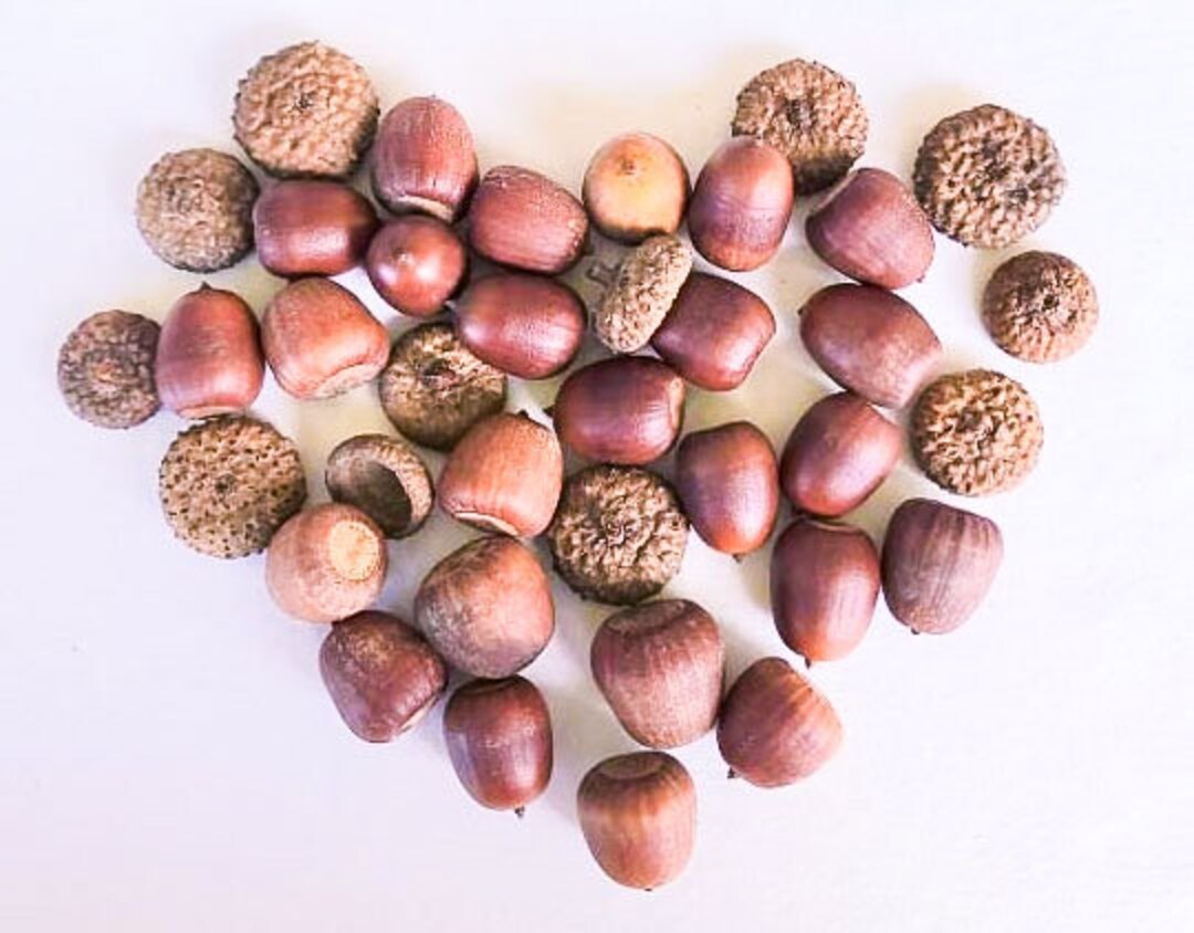 Real Acorns With Caps for Crafts, Dried Seed Pods, Fairy Craft Supply ...