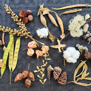 Seed Pod Collection for Crafts, Dried Forest Treasures, Natural ...