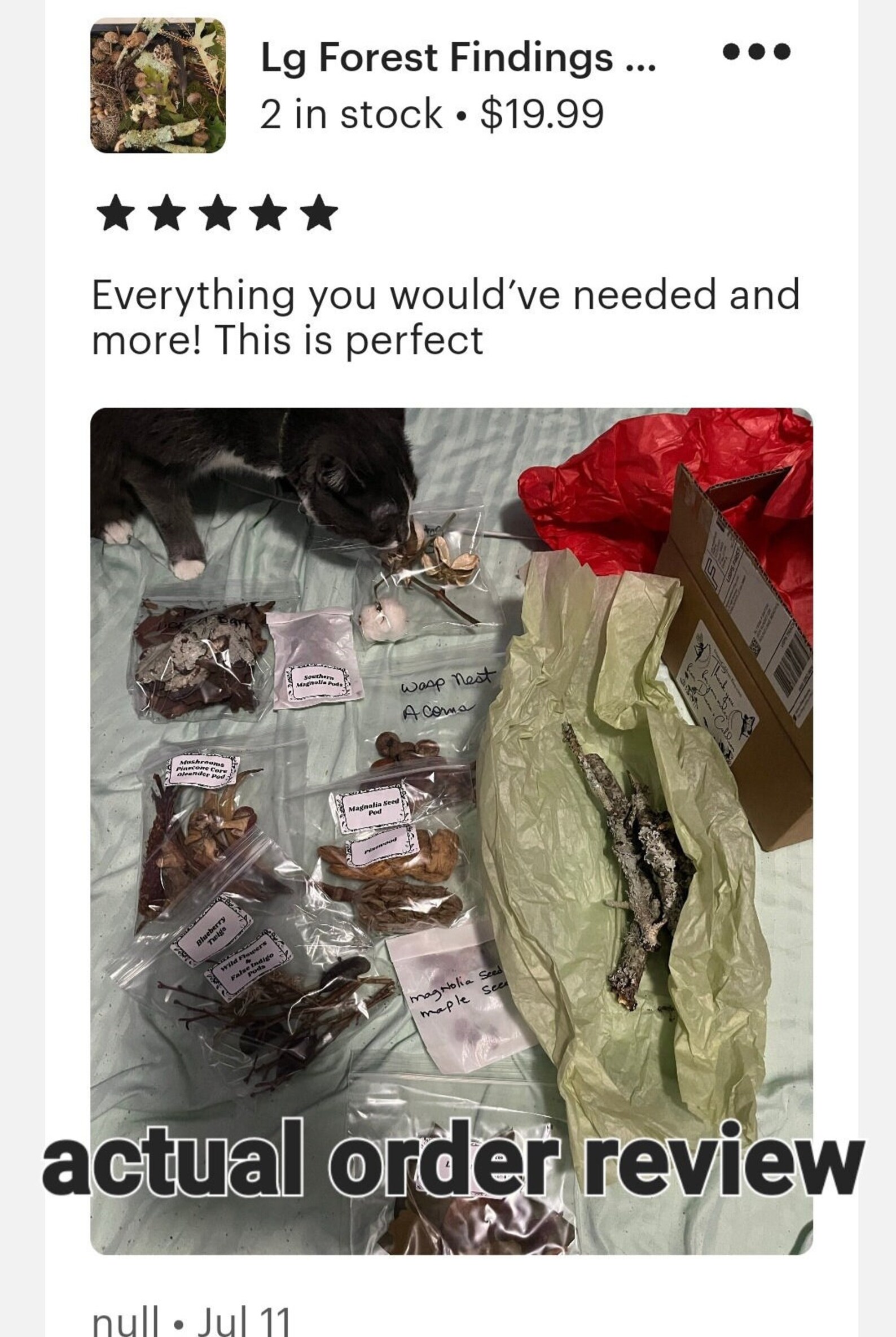 Lg Forest Findings Collection, Dried Botanicals, Forest Decor ...