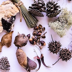 Forest Floor Kit, Forest Findings, DIY Kit for Adults, Nature Mystery ...