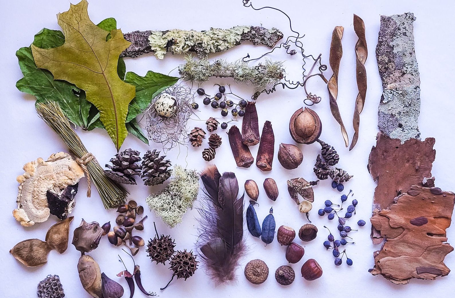 Lg Forest Findings Collection, Dried Botanicals, Forest Decor ...