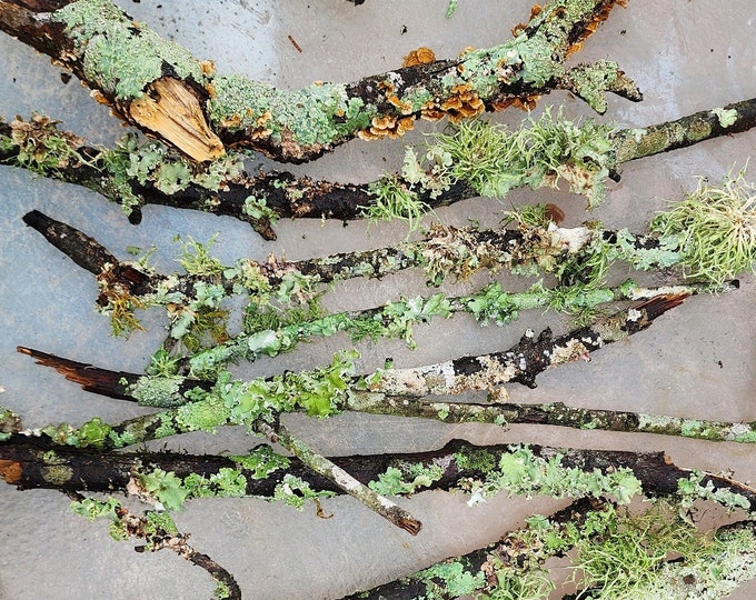 Lichen & Moss Twigs/sticks, Mossy Branches. Fairy Garden and Terrariums ...