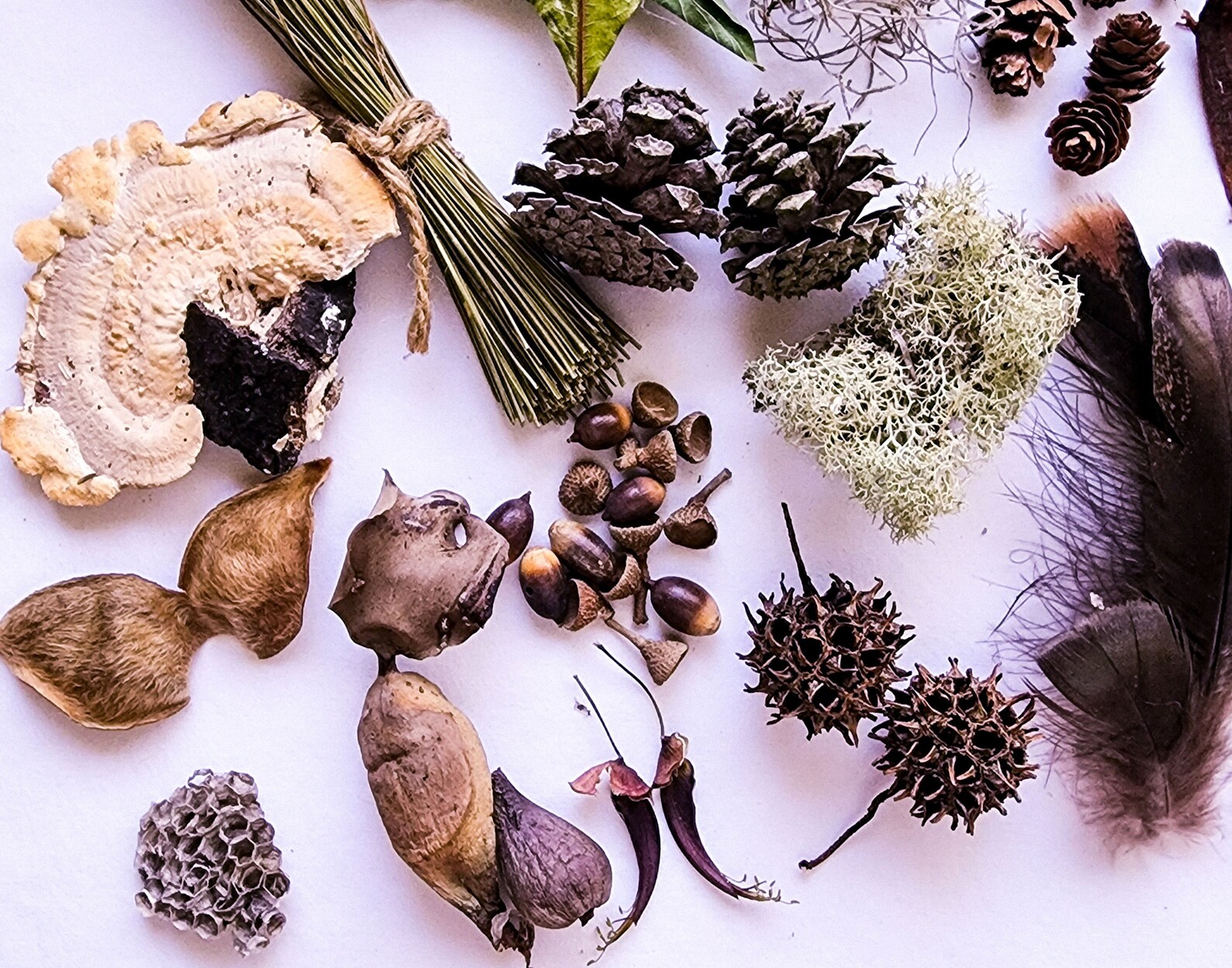 Lg Forest Findings Collection, Dried Botanicals, Forest Decor ...