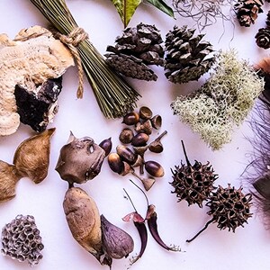Lg Forest Findings Collection, Dried Botanicals, Forest Decor ...