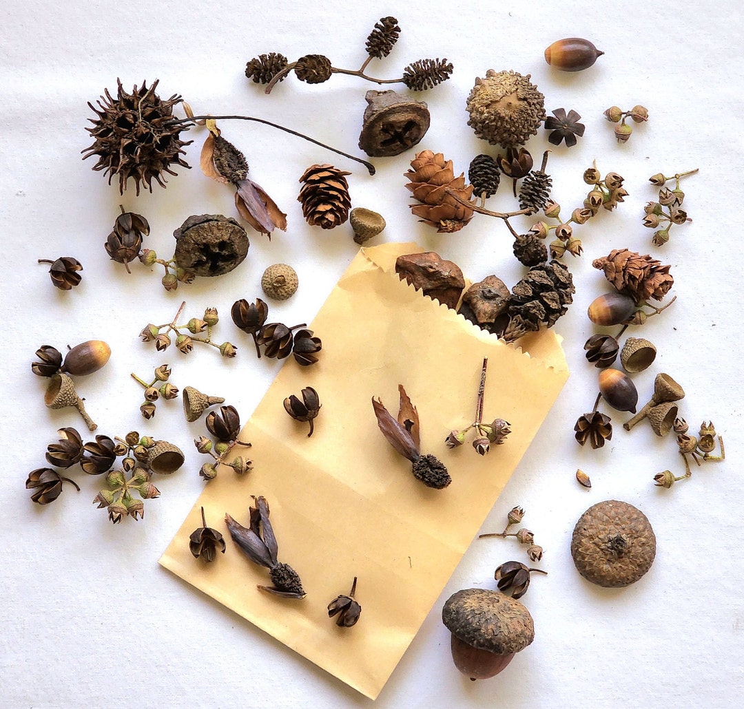 Seed Pod Collection for Crafts Dried Forest Treasures - Etsy