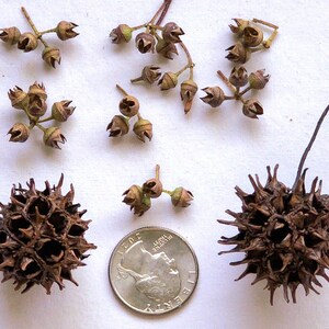 Seed Pod Collection for Crafts Dried Forest Treasures - Etsy
