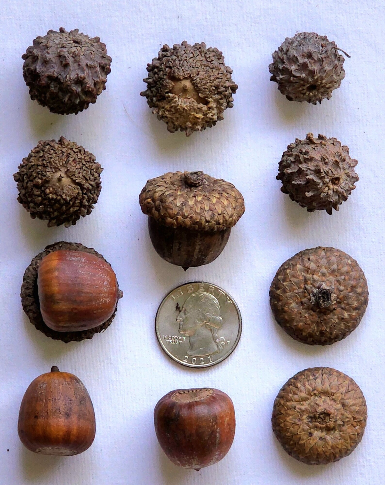 Seed Pod Collection for Crafts Dried Forest Treasures - Etsy