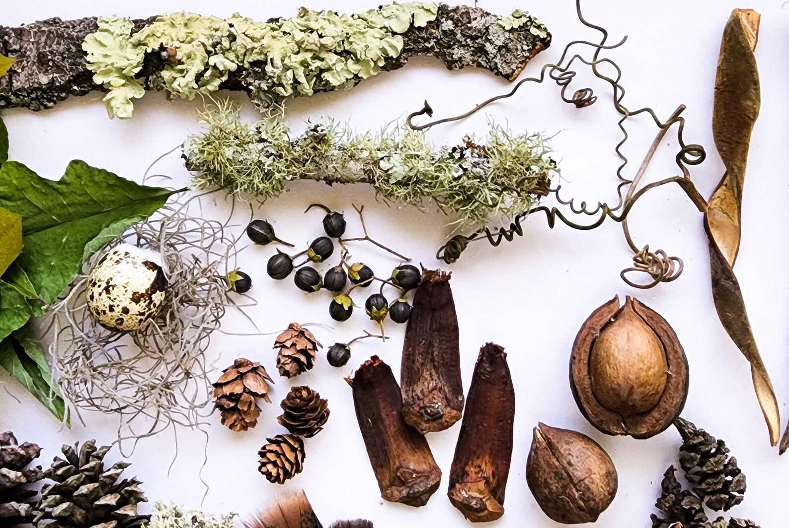 Lg Forest Findings Collection, Dried Botanicals, Forest Decor ...