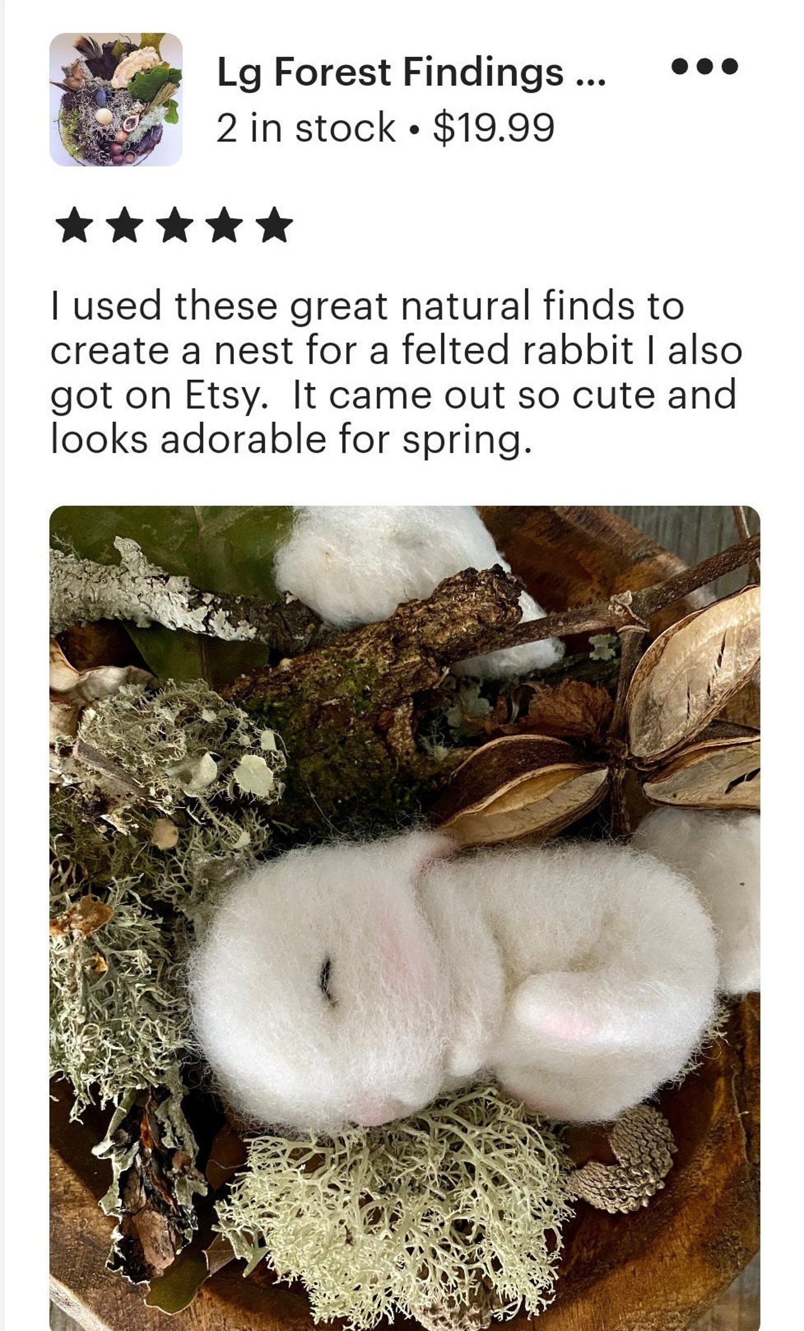 Lg Forest Findings Collection, Dried Botanicals, Forest Decor ...