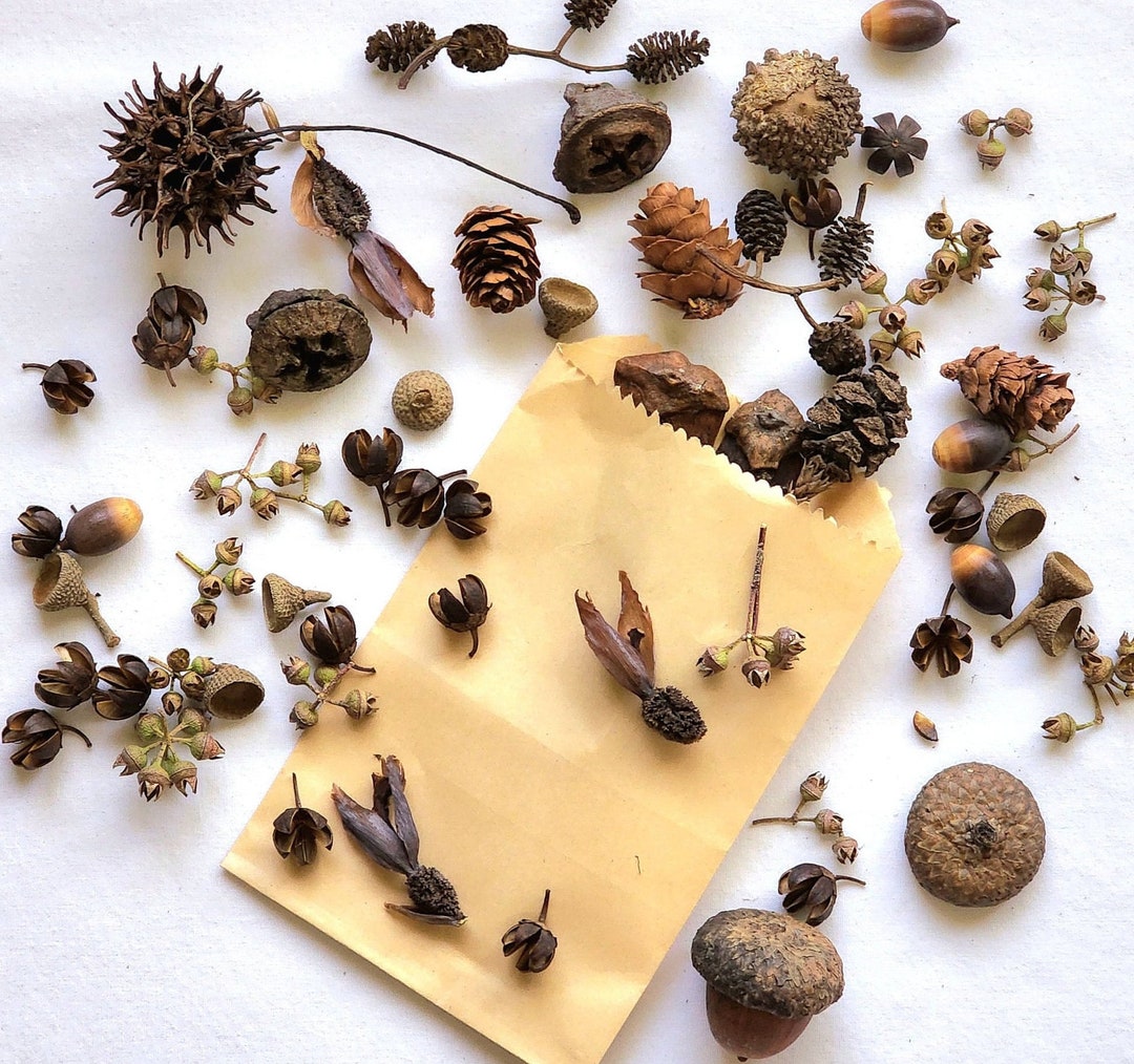 Seed Pod Collection for Crafts, Dried Forest Treasures, Natural ...