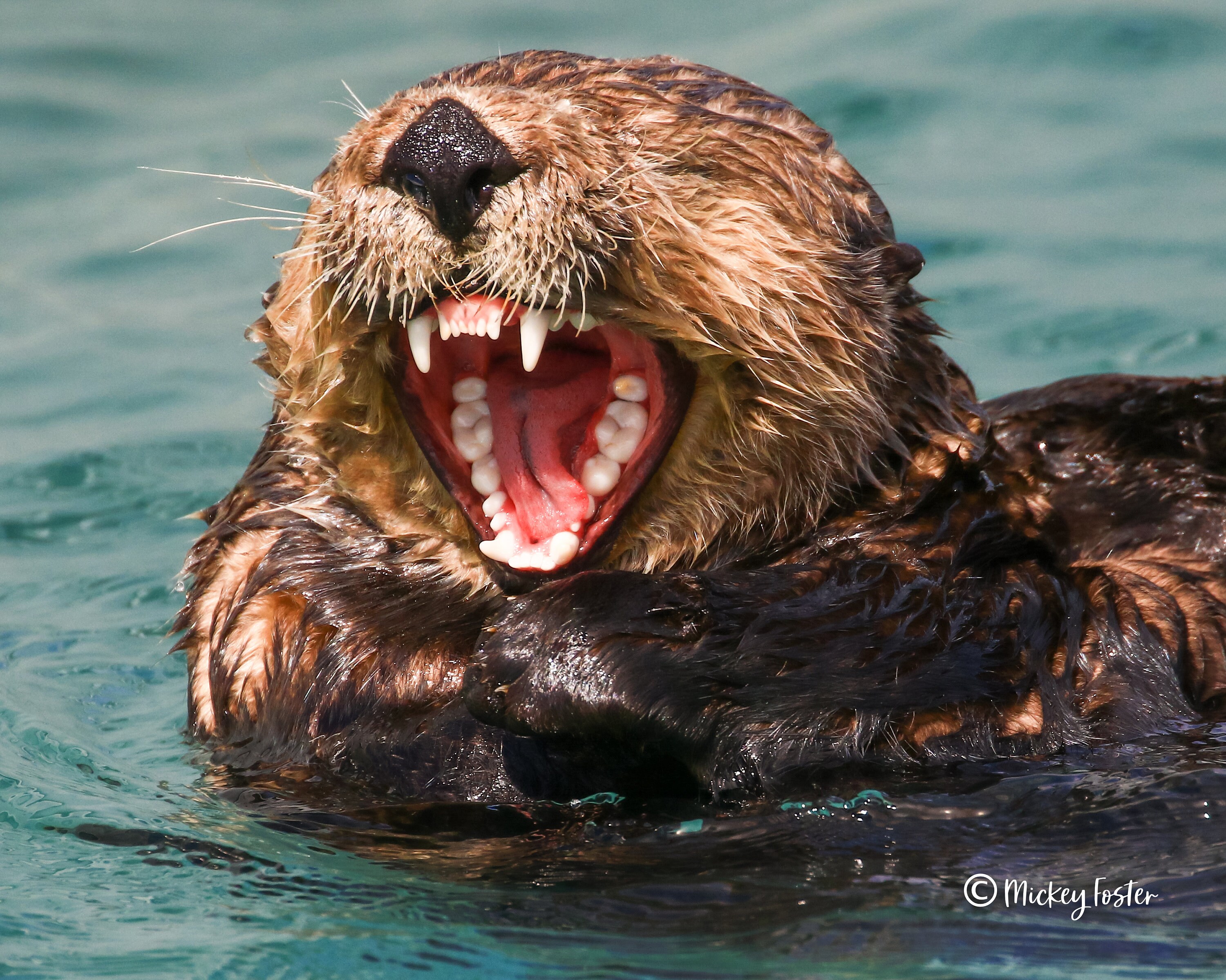 Otter Teeth