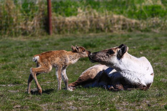Newborn Caribou Calf