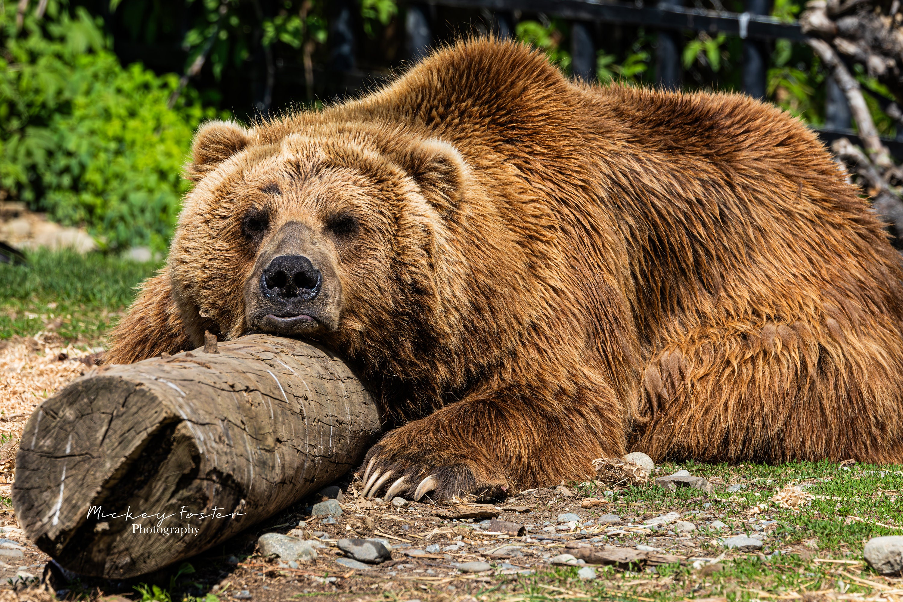Grizzly Bear chillin - Etsy
