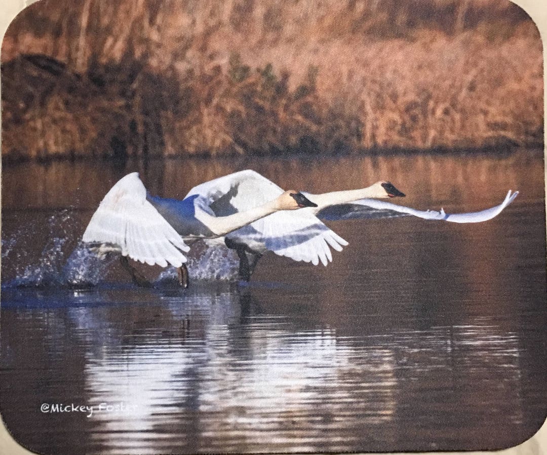 Alaska Trumpeter Swans in Flight - Etsy