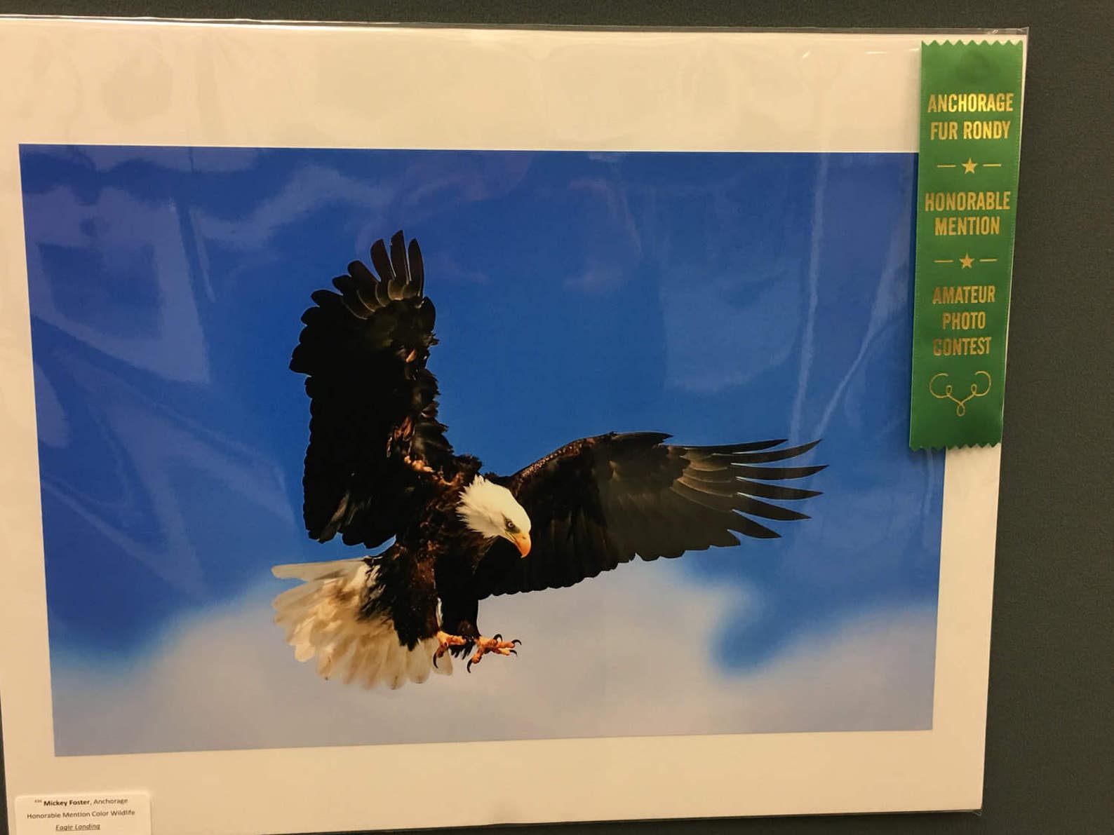 Bald Eagle - Etsy
