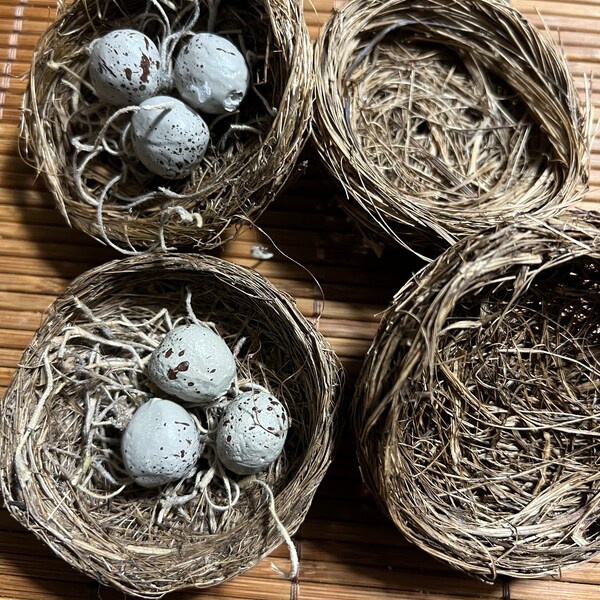 Decorative Bird Eggs - Etsy