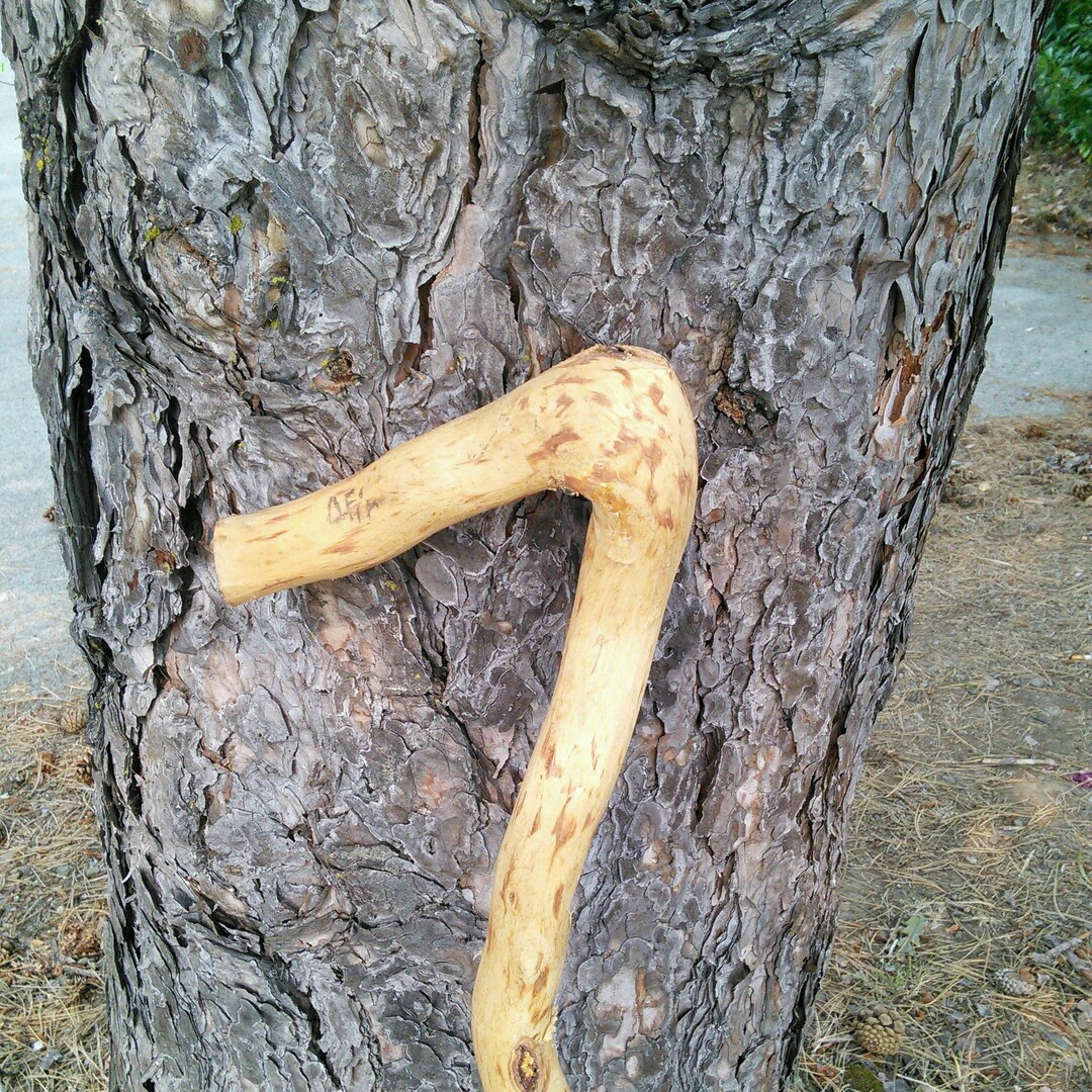 Unfinished Root Cane 36" - Etsy