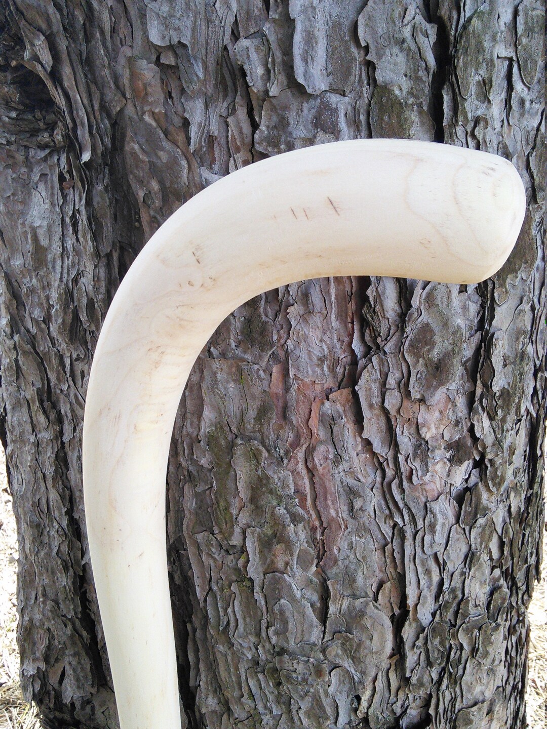 39semi-finished Maple Cane - Etsy Norway