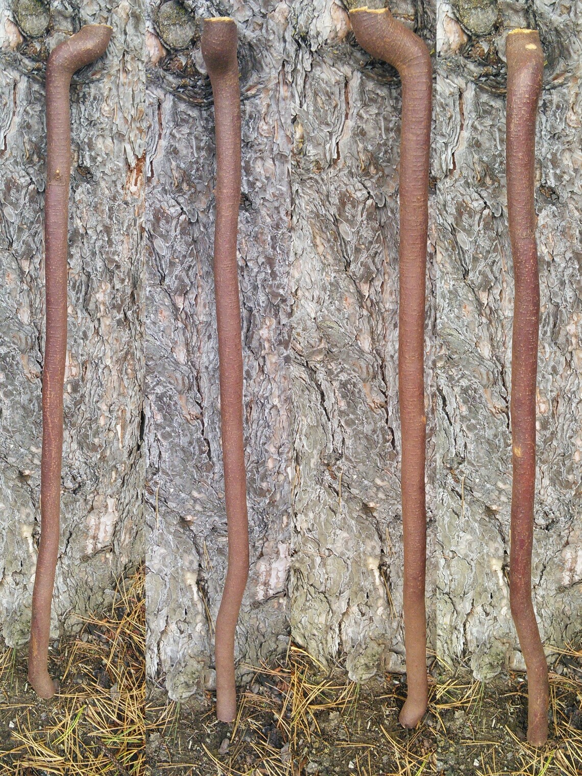 Unfinished Root Cane 40.75" RARE With Stubby Handle - Etsy