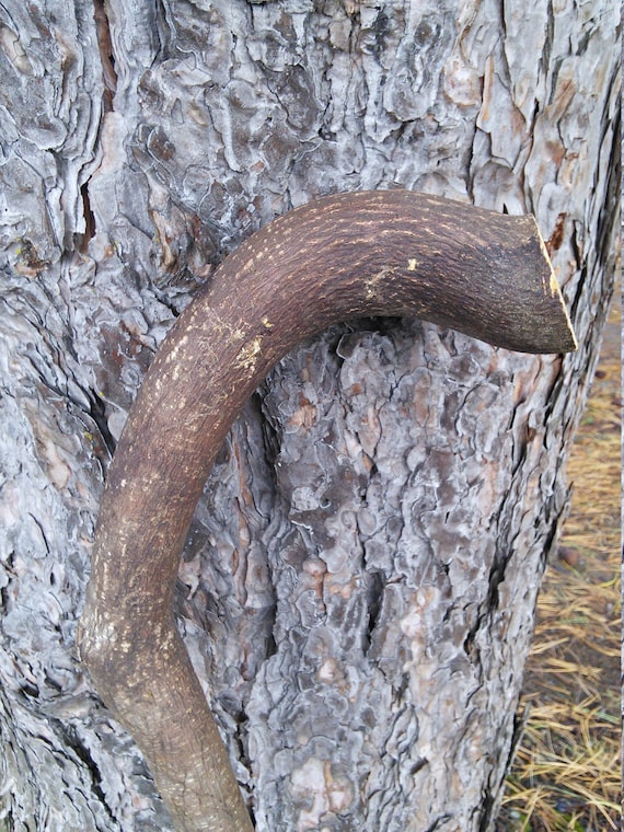 Unfinished Maple Cane 36 Bark On | Etsy