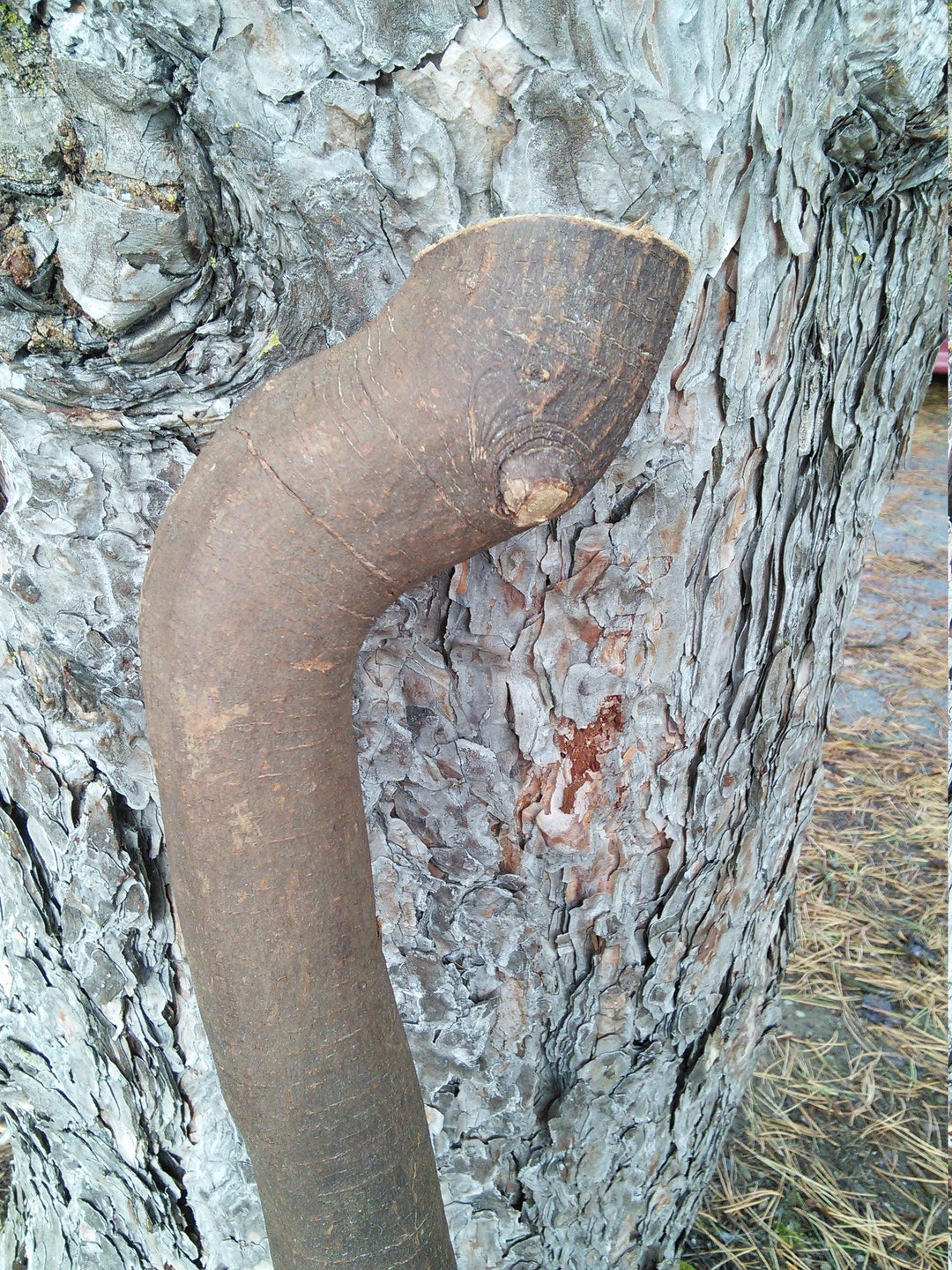 Balsa Fir Root 42.25" Cane, Stubby Handle - Etsy