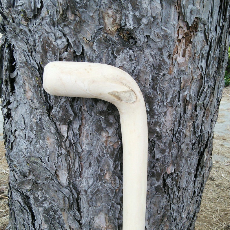 33.25semi-finished Maple Cane - Etsy