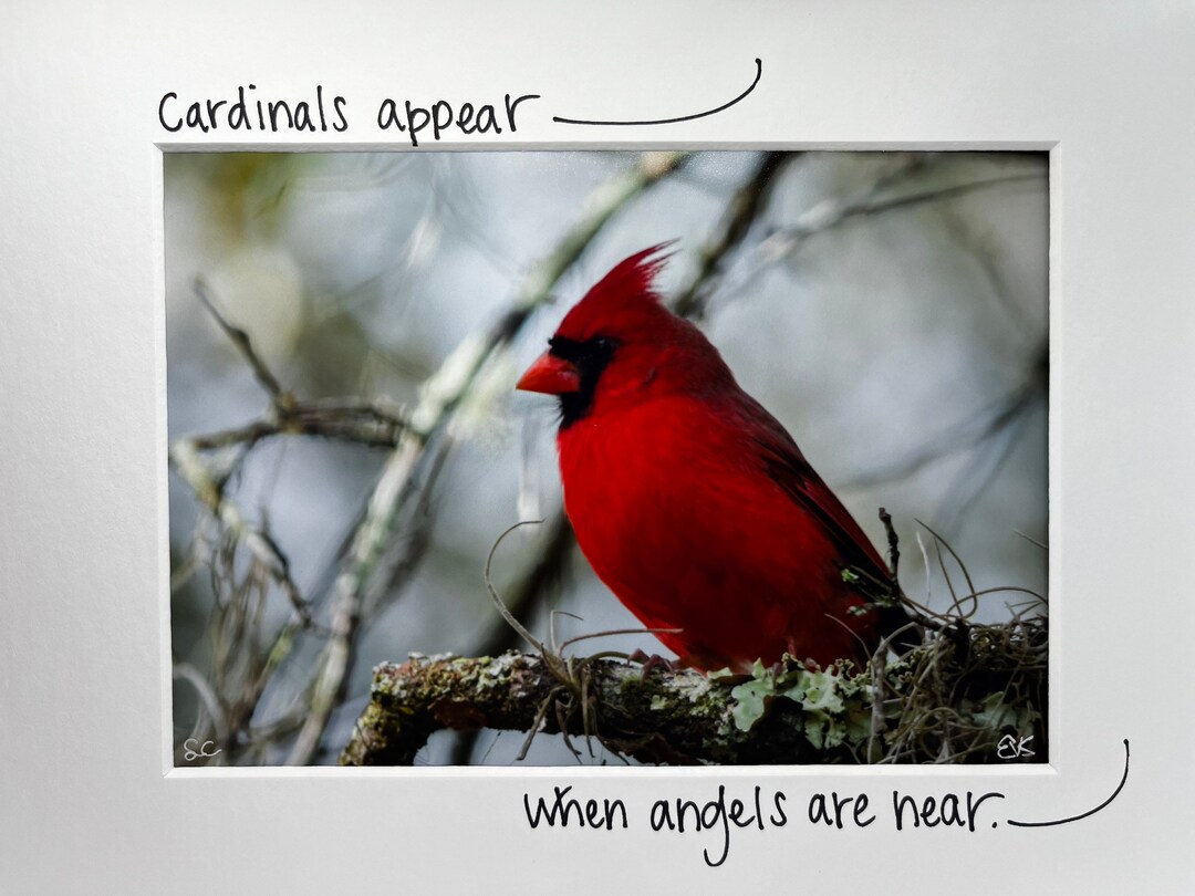 Florida Cardinal (horizontal) - Etsy