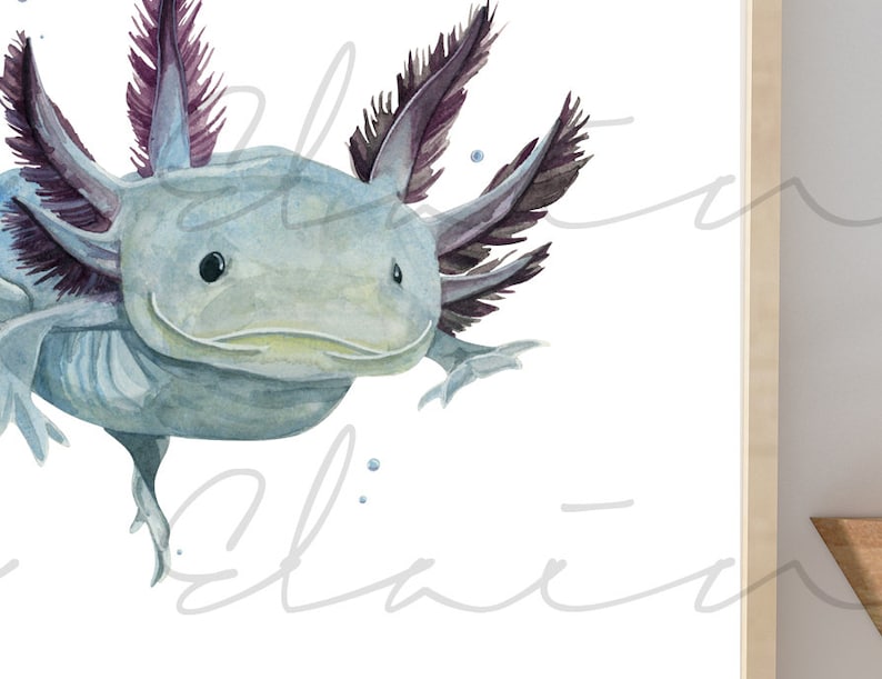 Axolotl Watercolor Painting Print - Etsy
