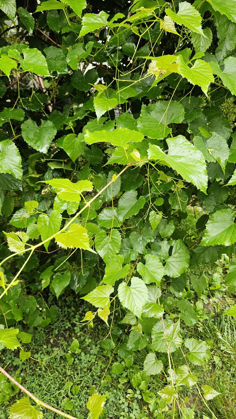 Vitis Vulpina Frost Grape Cuttings (not Rooted) - Etsy