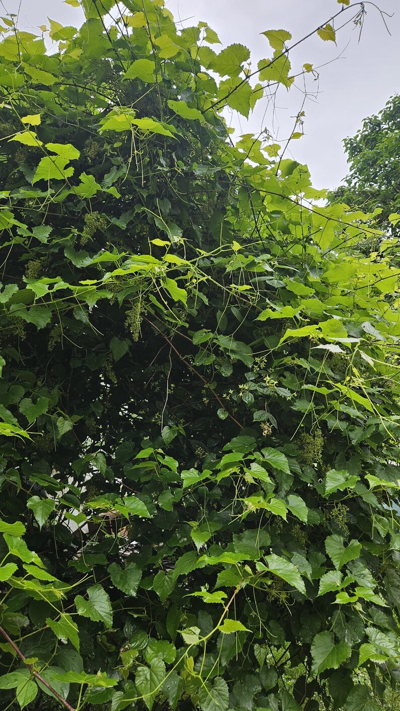 Vitis Vulpina Frost Grape Cuttings (not Rooted) - Etsy