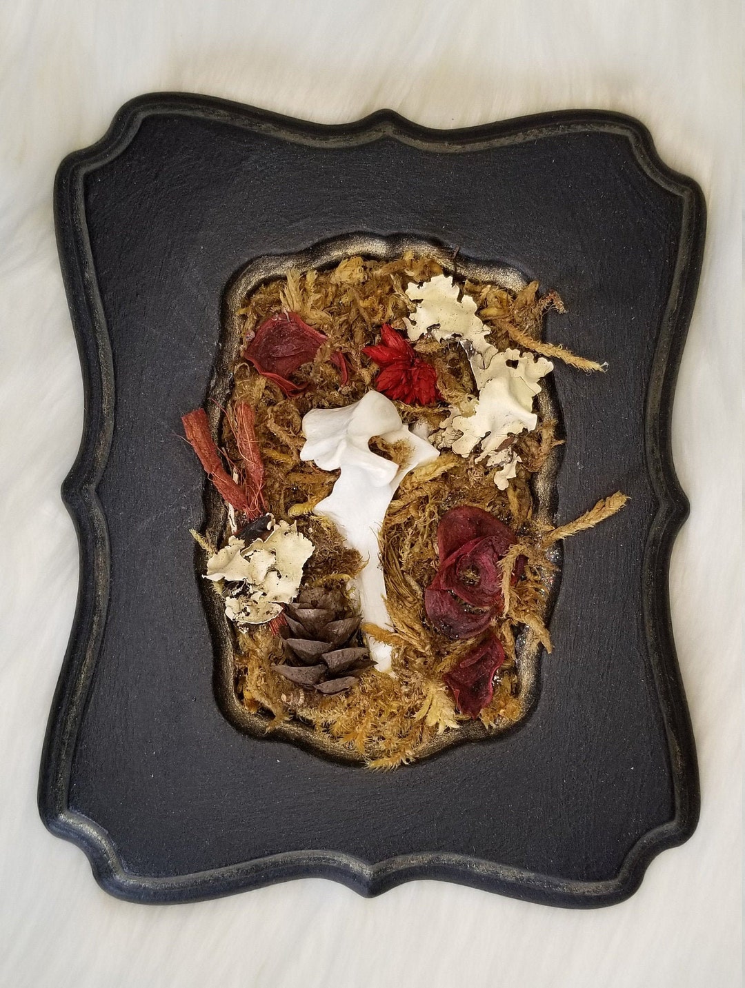 Bobcat Vertebrae, Real Bone Art, Natural Bone, Bone Collection, Real ...