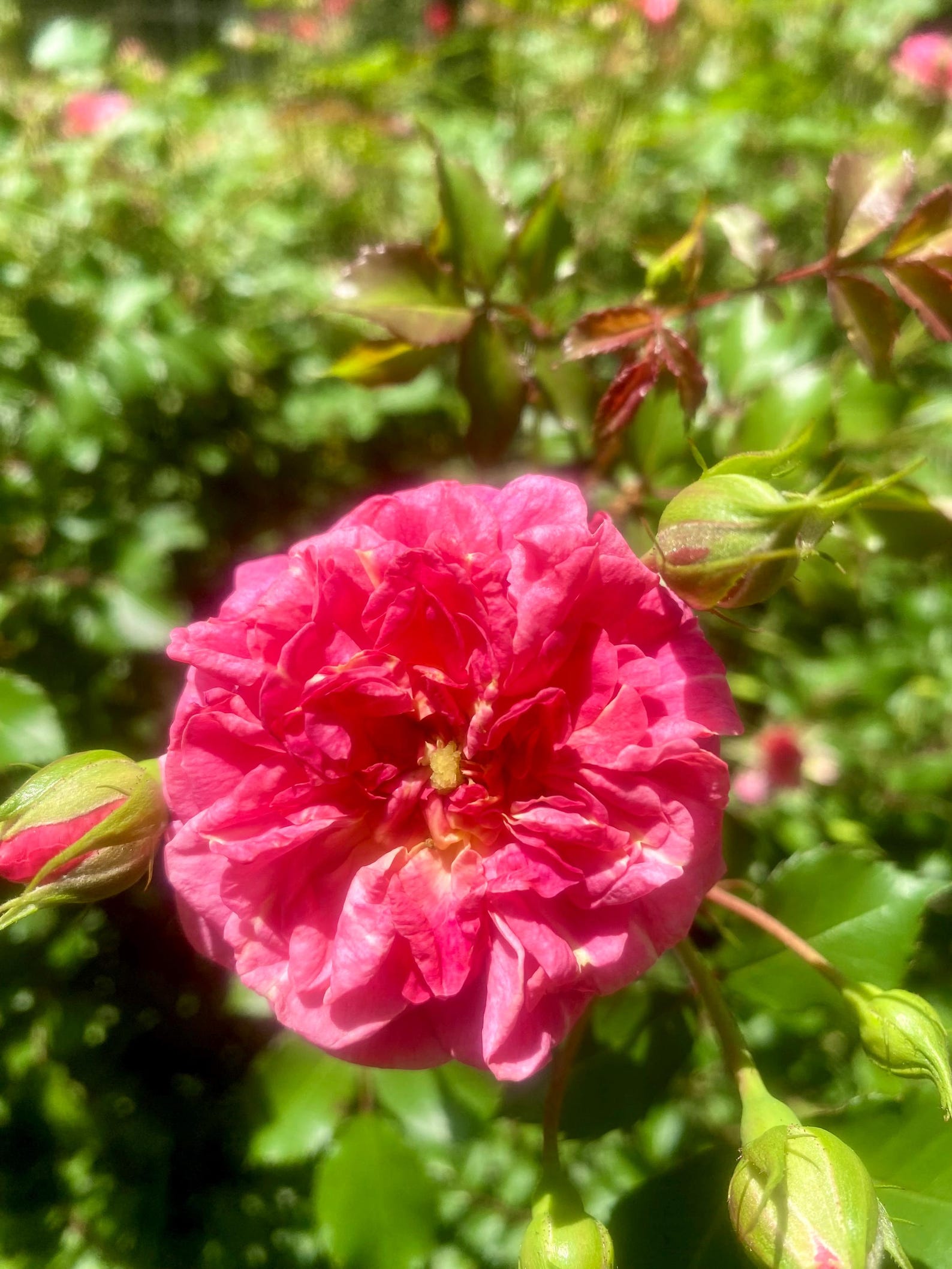 Lavender Sachet, Rose Sachet, Cedar Leaf Sachet, Organic Sachet ...