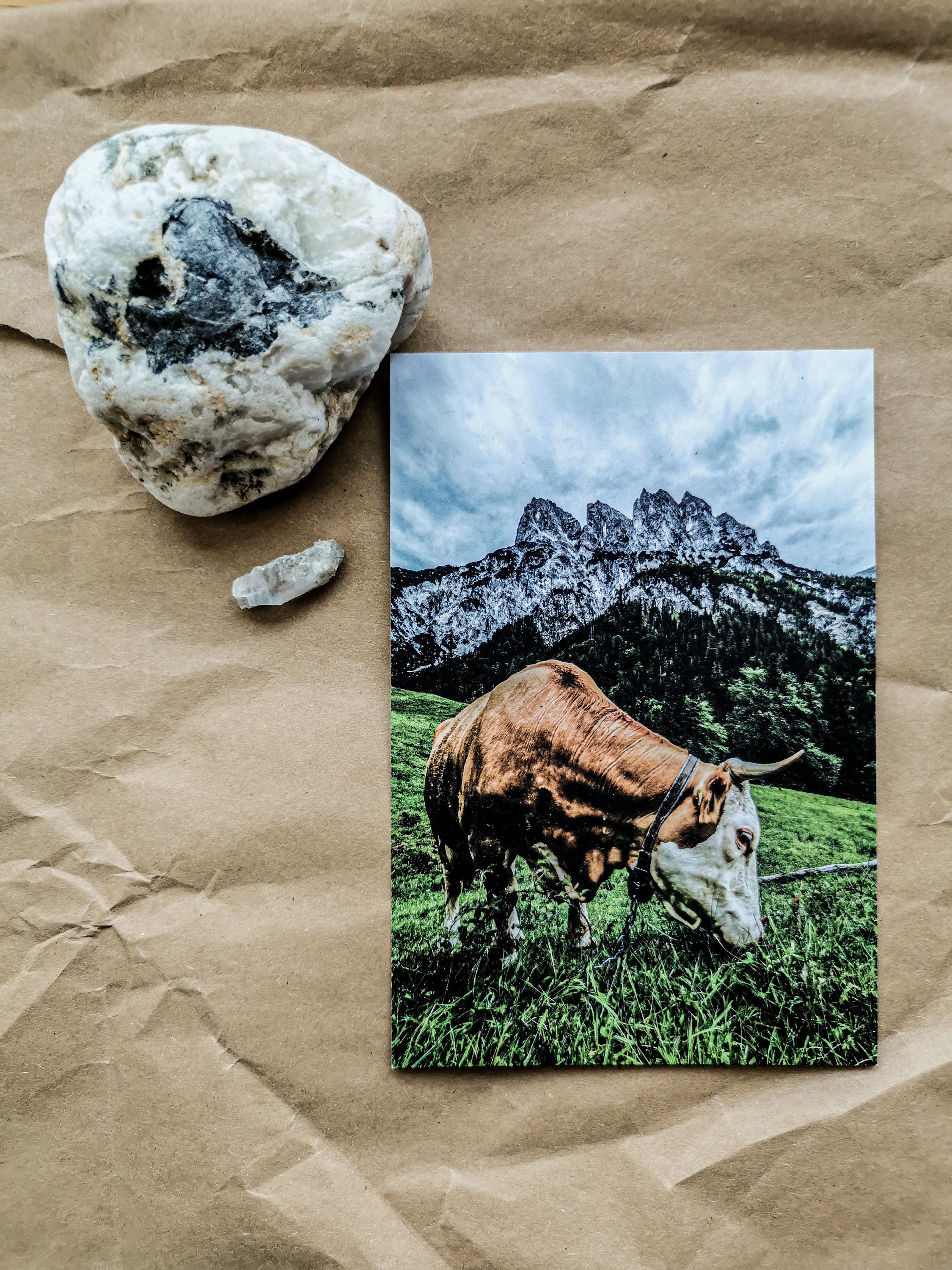 Cow on the Pasture Mühlsturzhörner - Alps Bavaria Ramsau Berchtesgaden ...