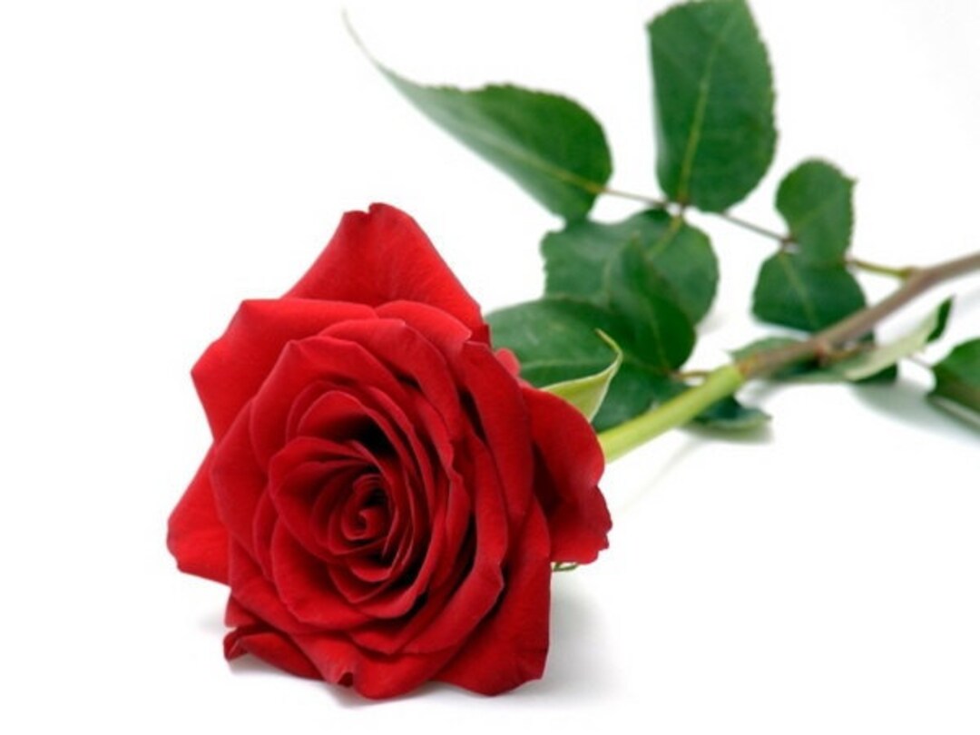 Handmade Single Rose - Wedding Engagement Gift, Anniversary Birthday ...