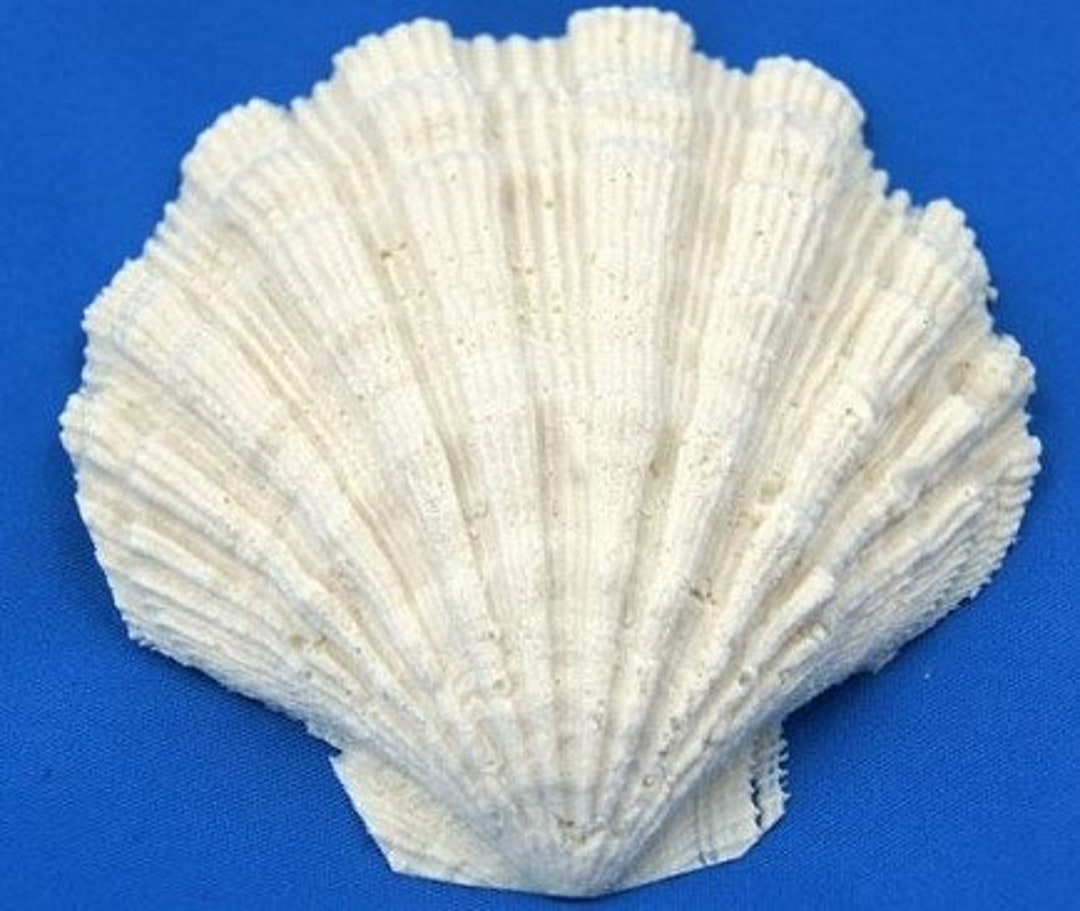 Clam Mold XL by Sugar Delites MOL035 - Etsy