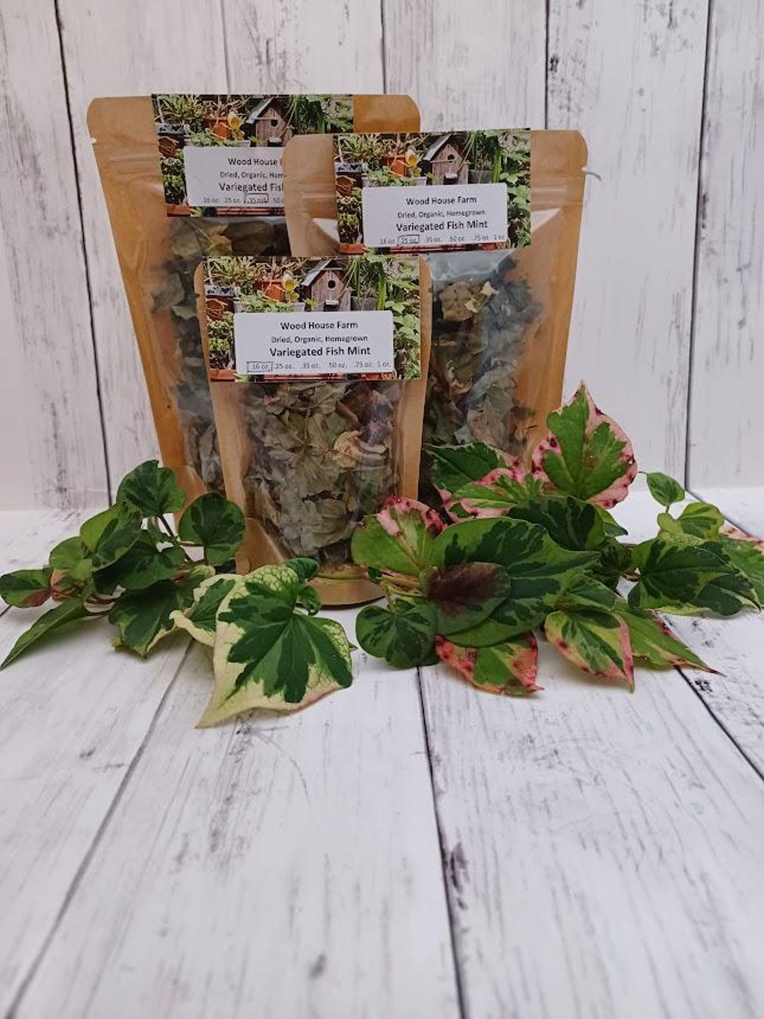 Fish Mint, Vietnamese Fish Mint, Chameleon Plant, Fishwort, Houttuynia ...